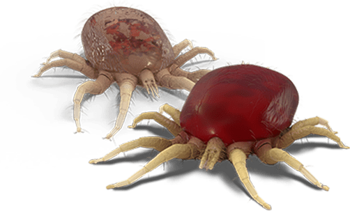 Poultry Mites | Exzolt