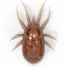 Poultry Mites | Exzolt