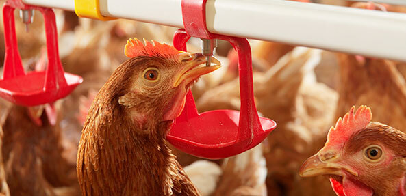 Product Profile | Exzolt