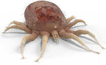 Northern Fowl Mites | Exzolt