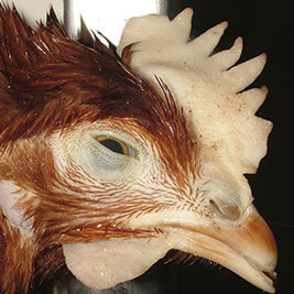 Poultry Red Mites | Exzolt