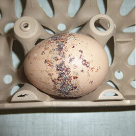 Poultry Red Mites | Exzolt
