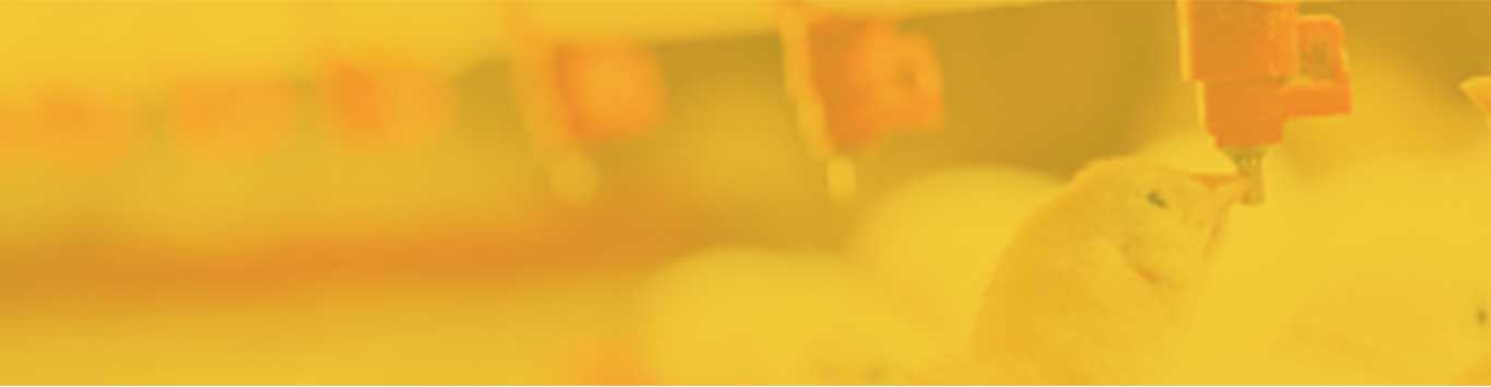 Prevention and Treatment | Exzolt